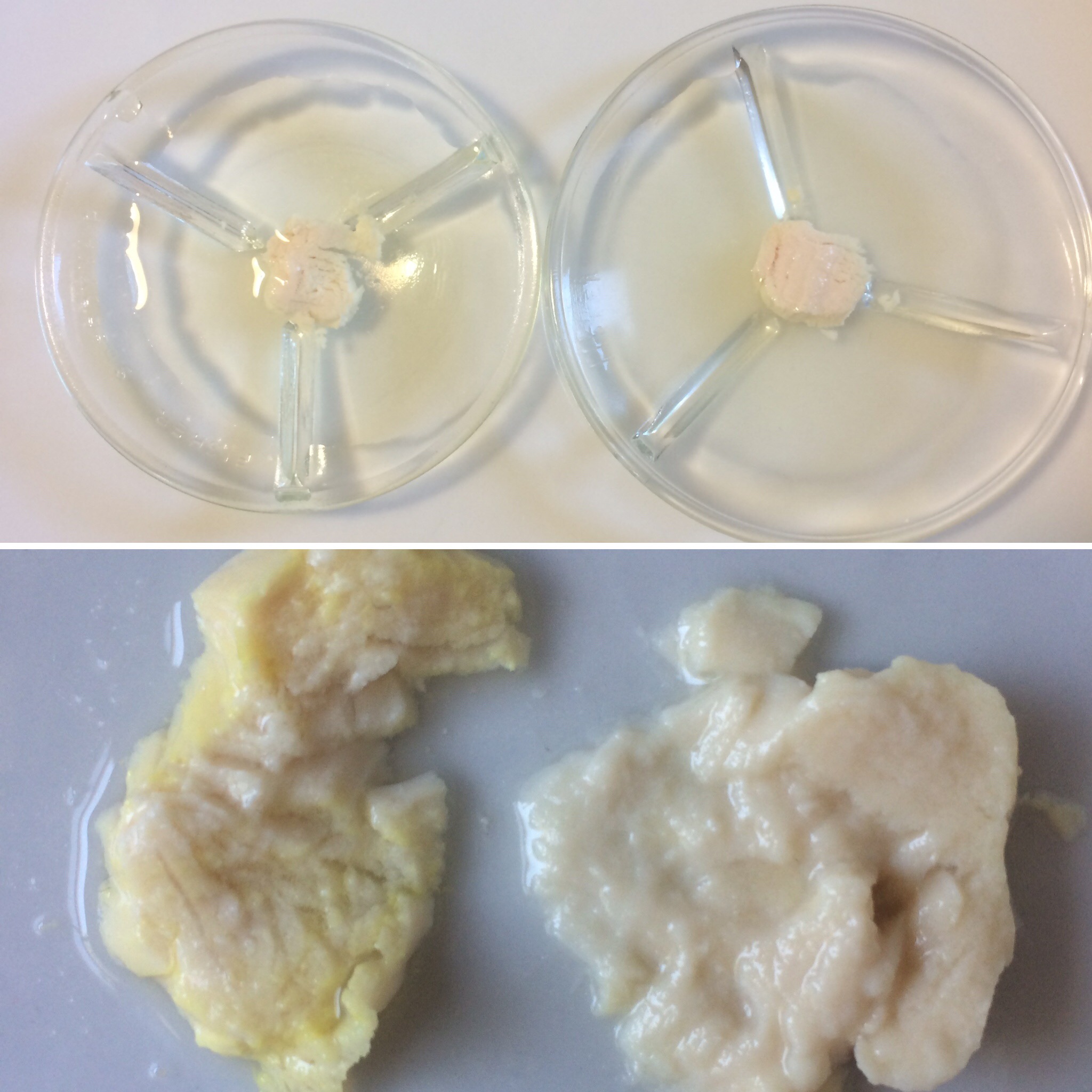 Experimenting with Real Enzymes: Bromelain – Brave the Elements