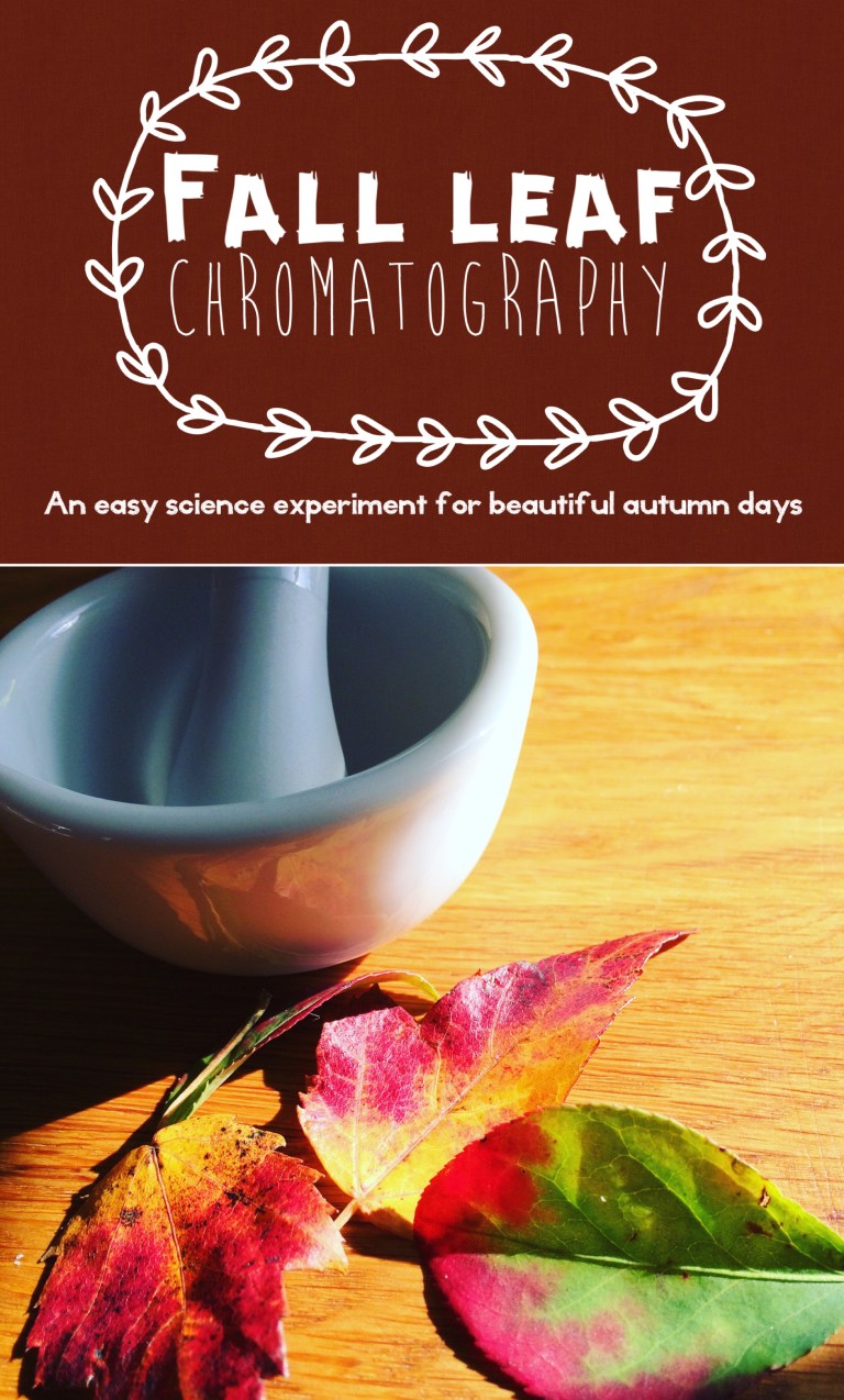 Fall Leaf Chromatography – Brave the Elements