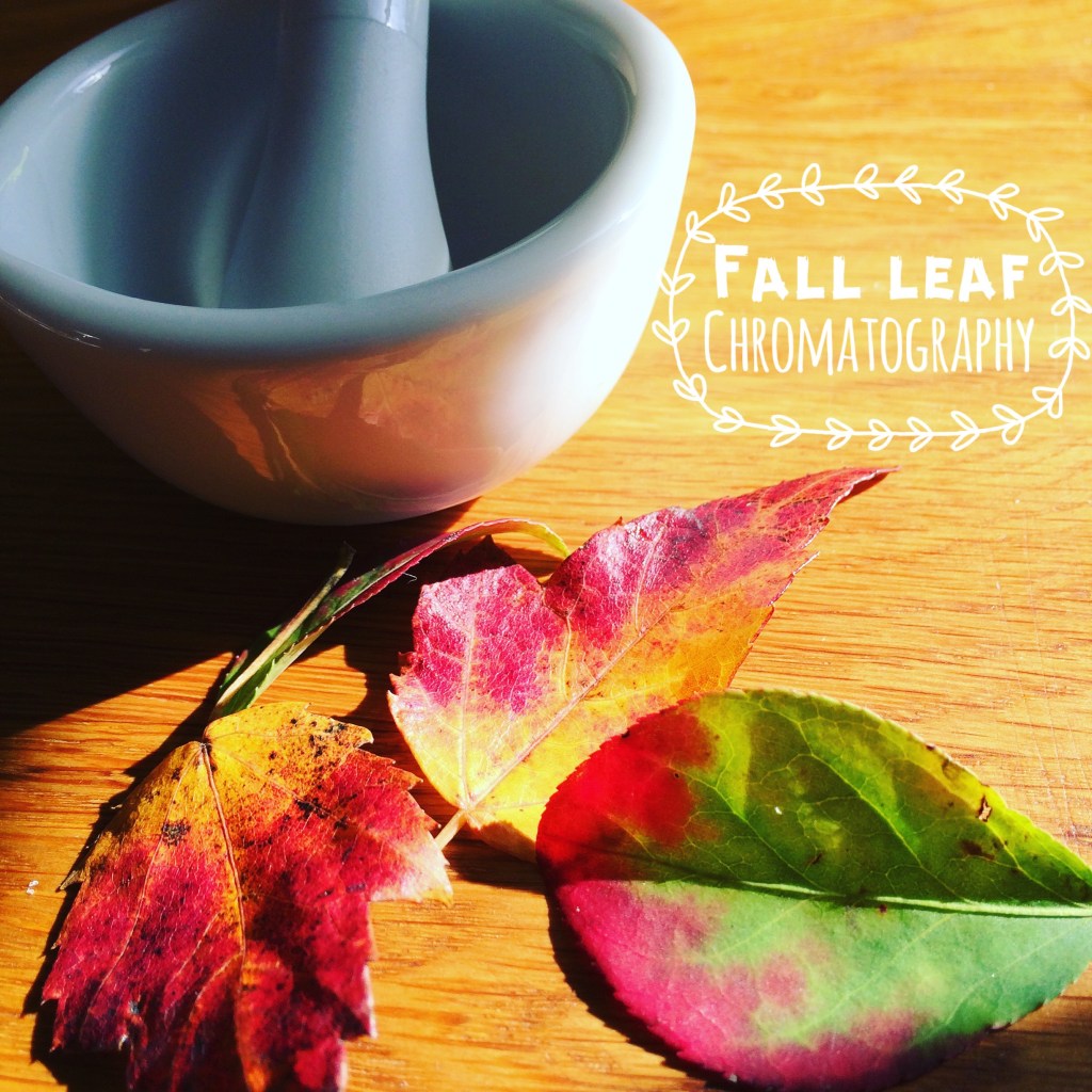 Fall Leaf Chromatography – Brave the Elements