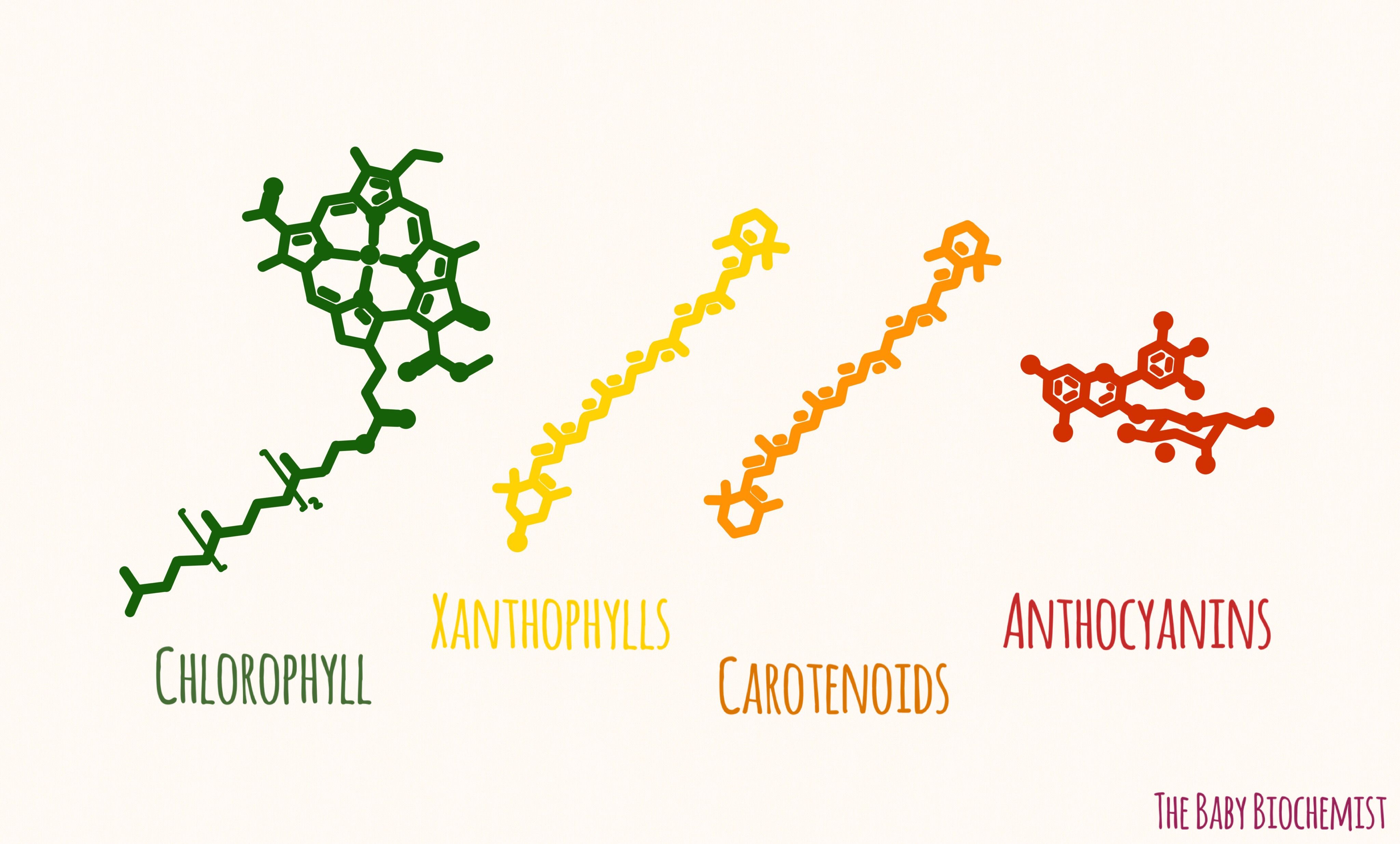Fall Leaf Chromatography – Brave the Elements