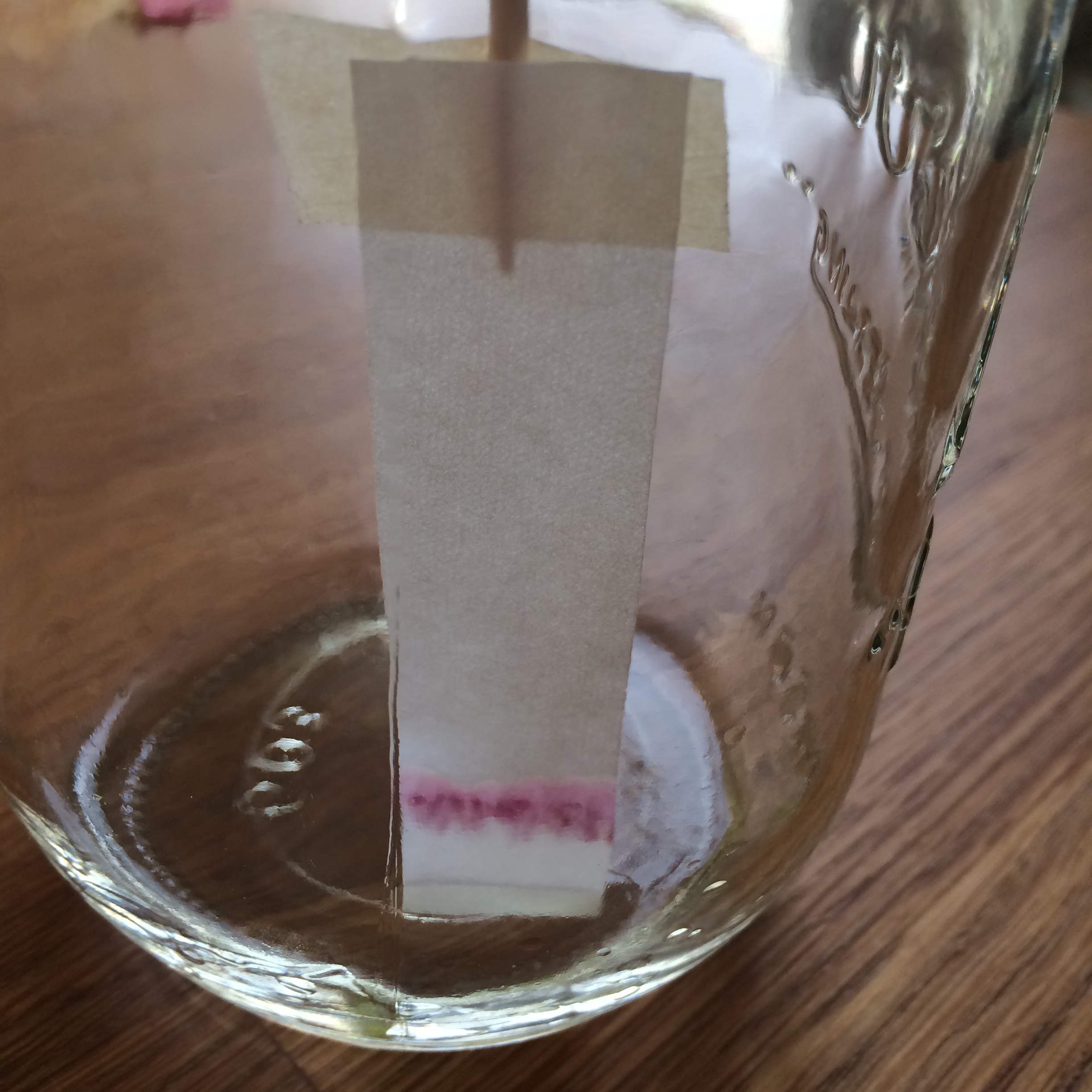 Fall Leaf Chromatography – Brave the Elements