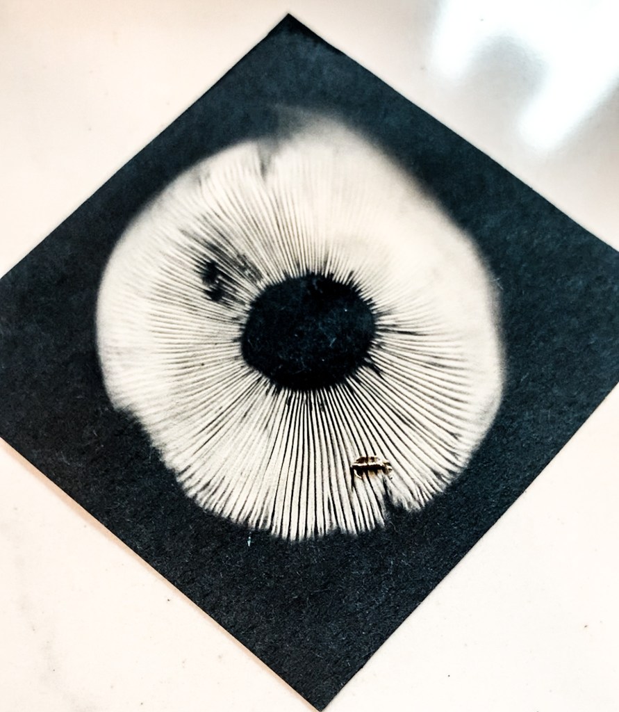 Spore Prints – Brave the Elements