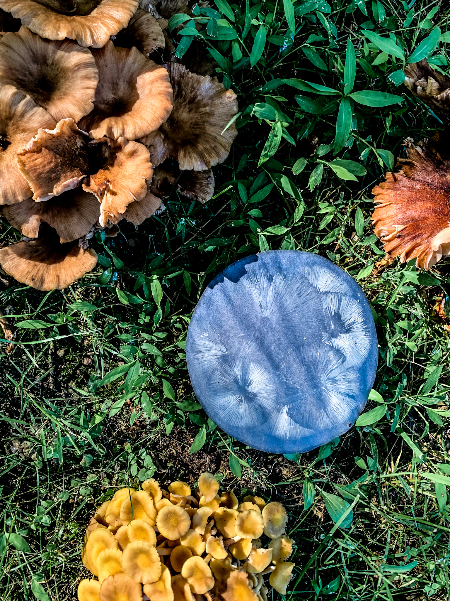 Spore Prints – Brave the Elements